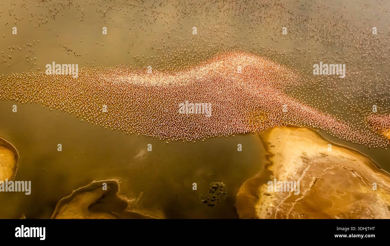 Great flamingo conference hi-res stock photography and images - Alamy