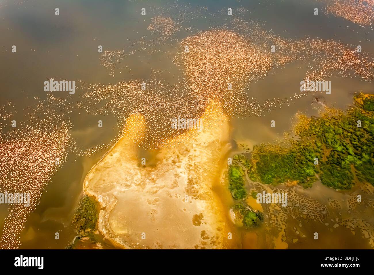 Great flamingo conference hi-res stock photography and images - Alamy