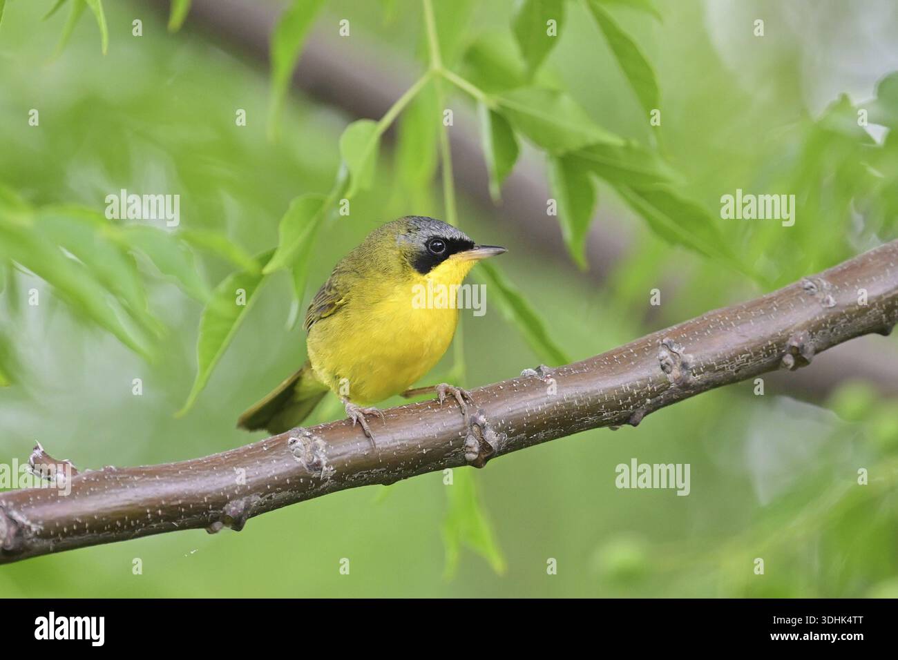 Geothlypis velata hi-res stock photography and images - Alamy