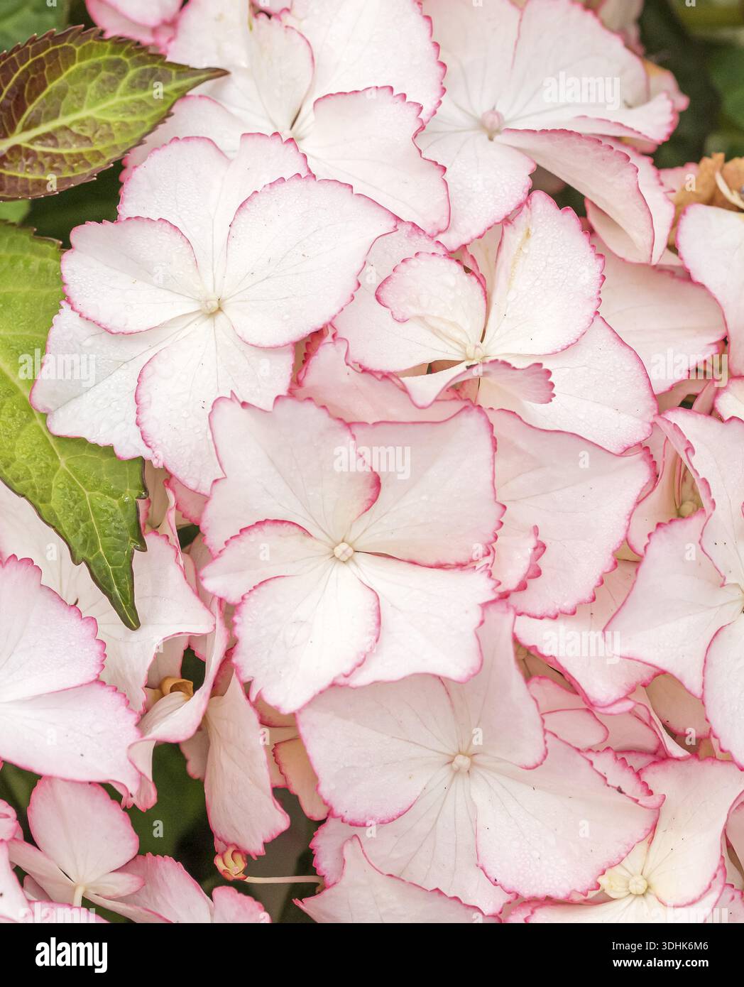 Hydrangea macrophylla hovaria love you kiss hi-res stock photography ...