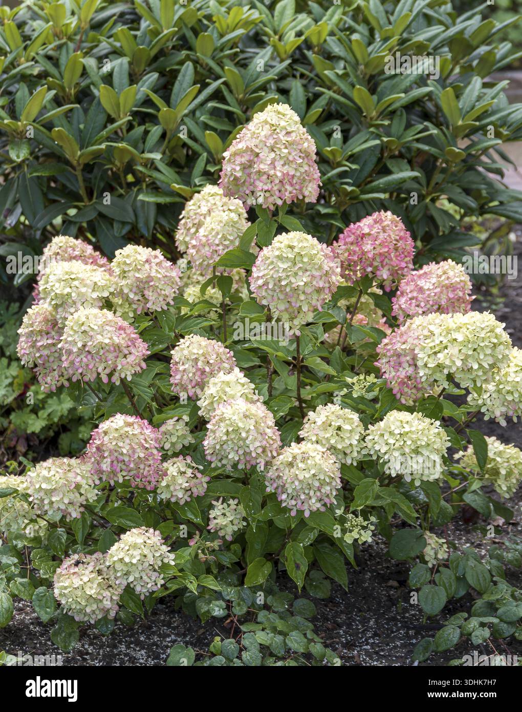 Dwarf Panicle Hydrangea
