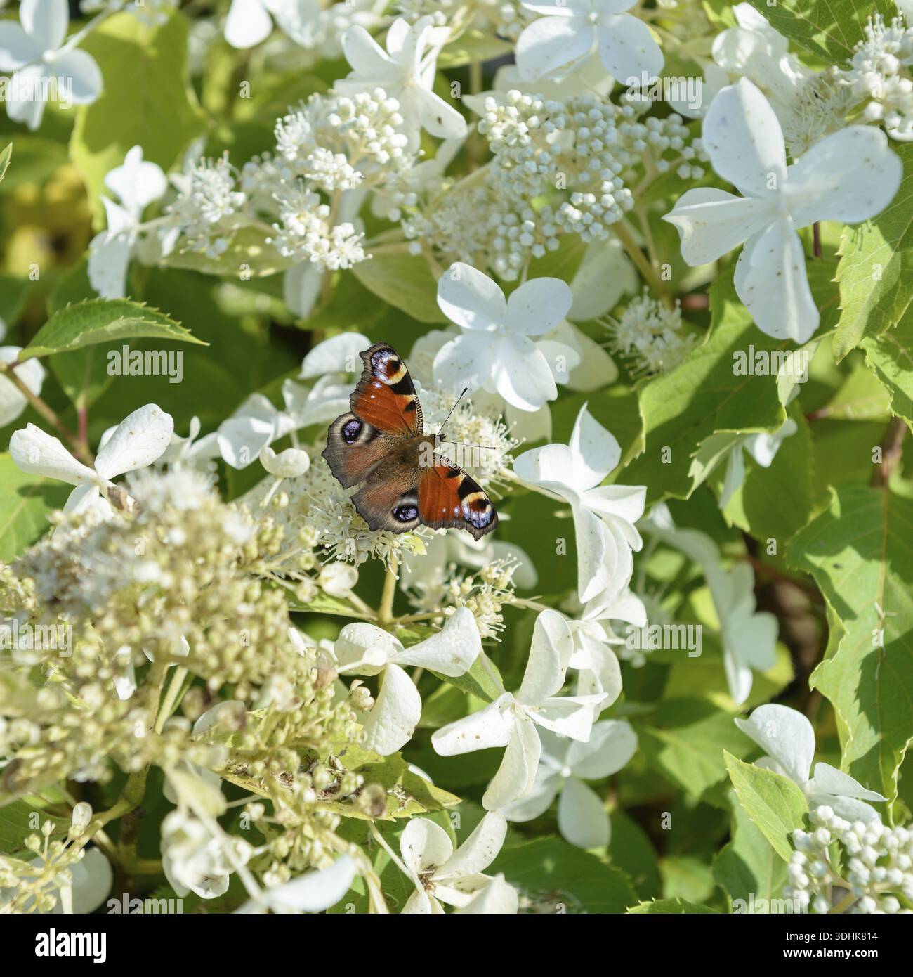 Panicle hydrangea (Hydrangea paniculata LEVANA), BS Saemann, Germany ...