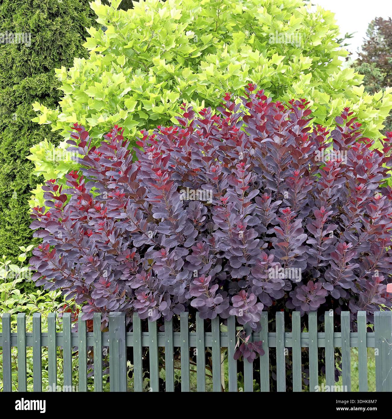 Red wig bush (Cotinus coggygria 'Royal Purple'), Germany Stock Photo ...