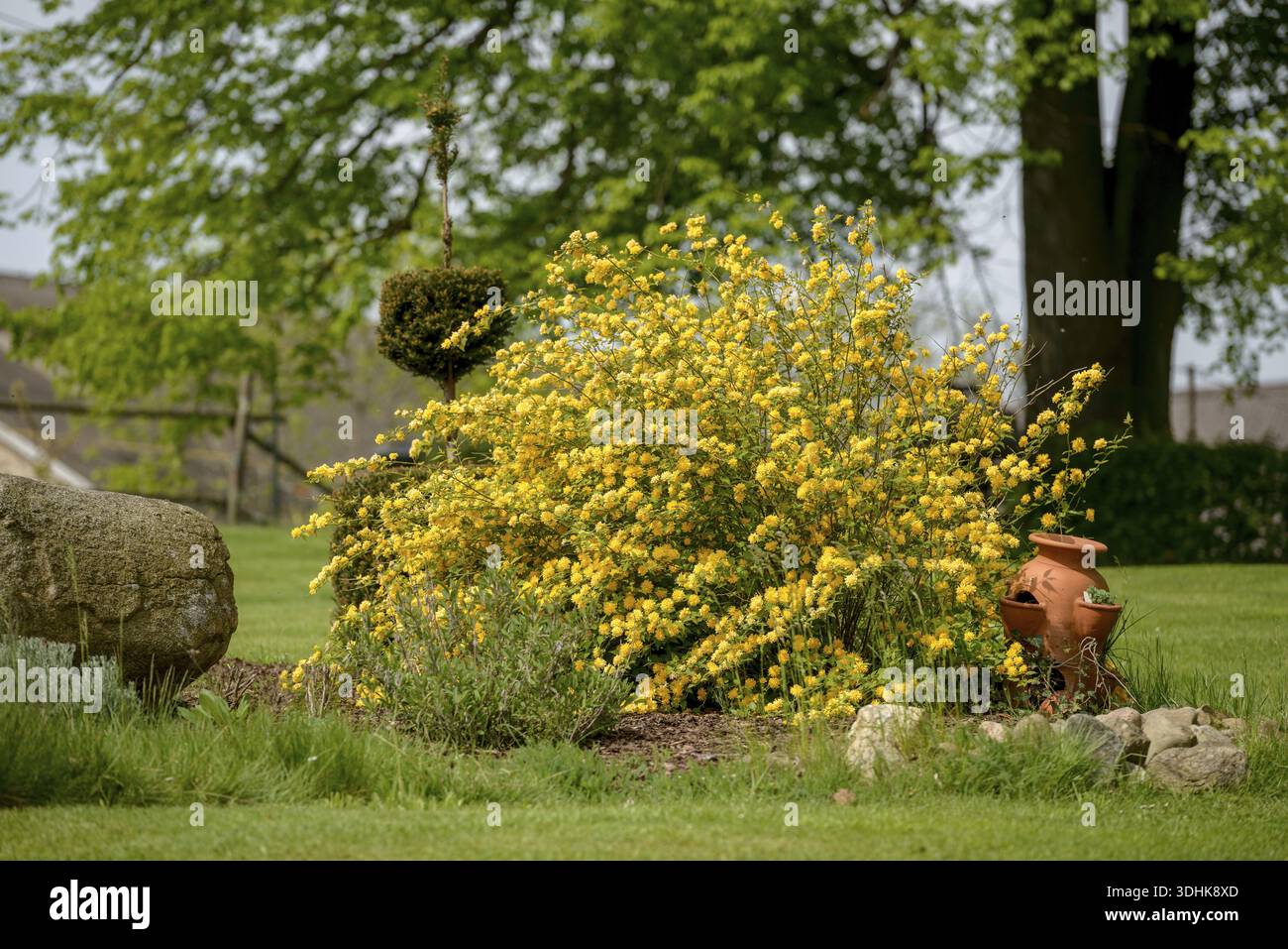 Ranunculus shrub (Kerria japonica 'Pleniflora'), Germany Stock Photo ...