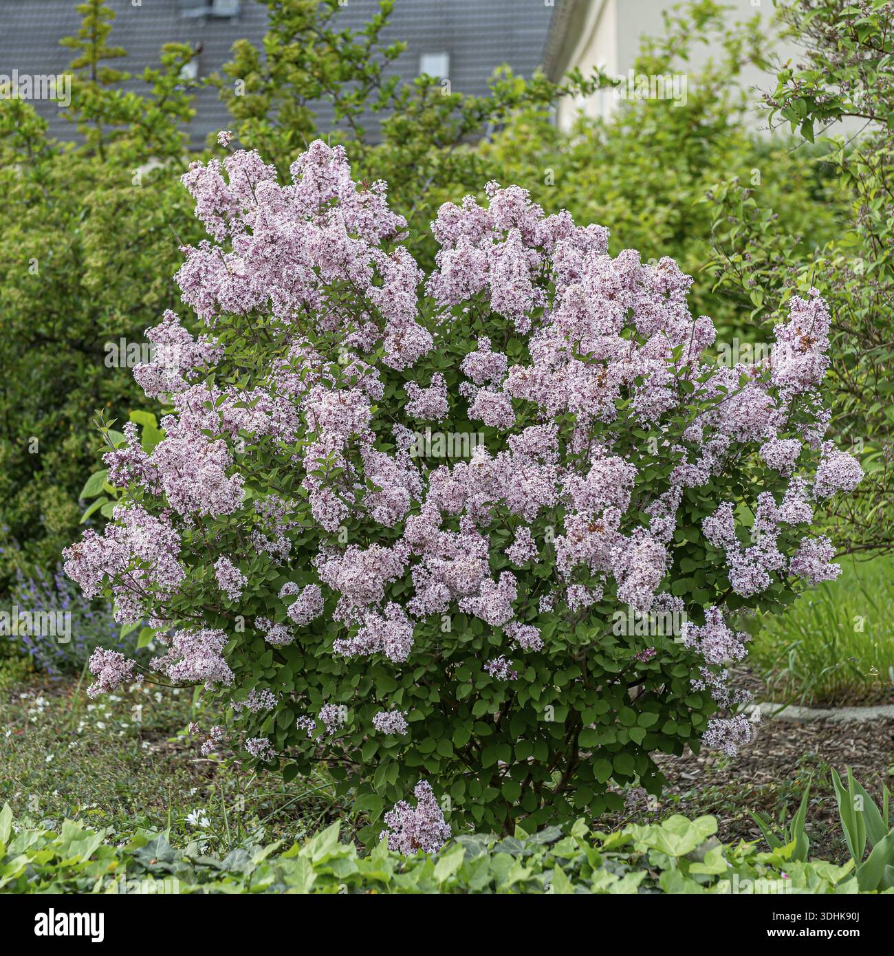 Fabelhafte Syringa Pubescens Microphylla Superba Bilder