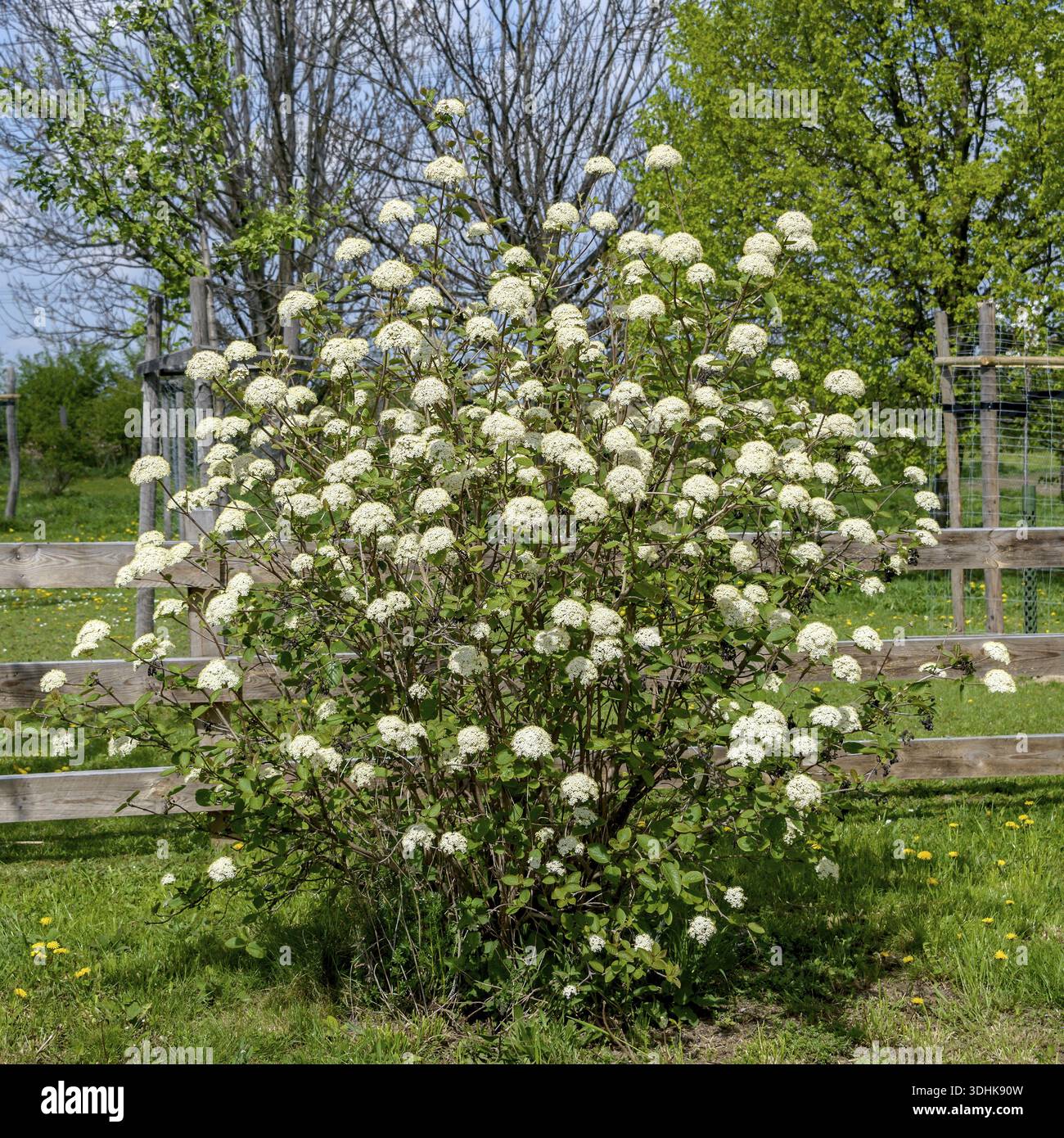 Viburnum lantana (Viburnum lantana), Zschoner Grund, Germany Stock ...