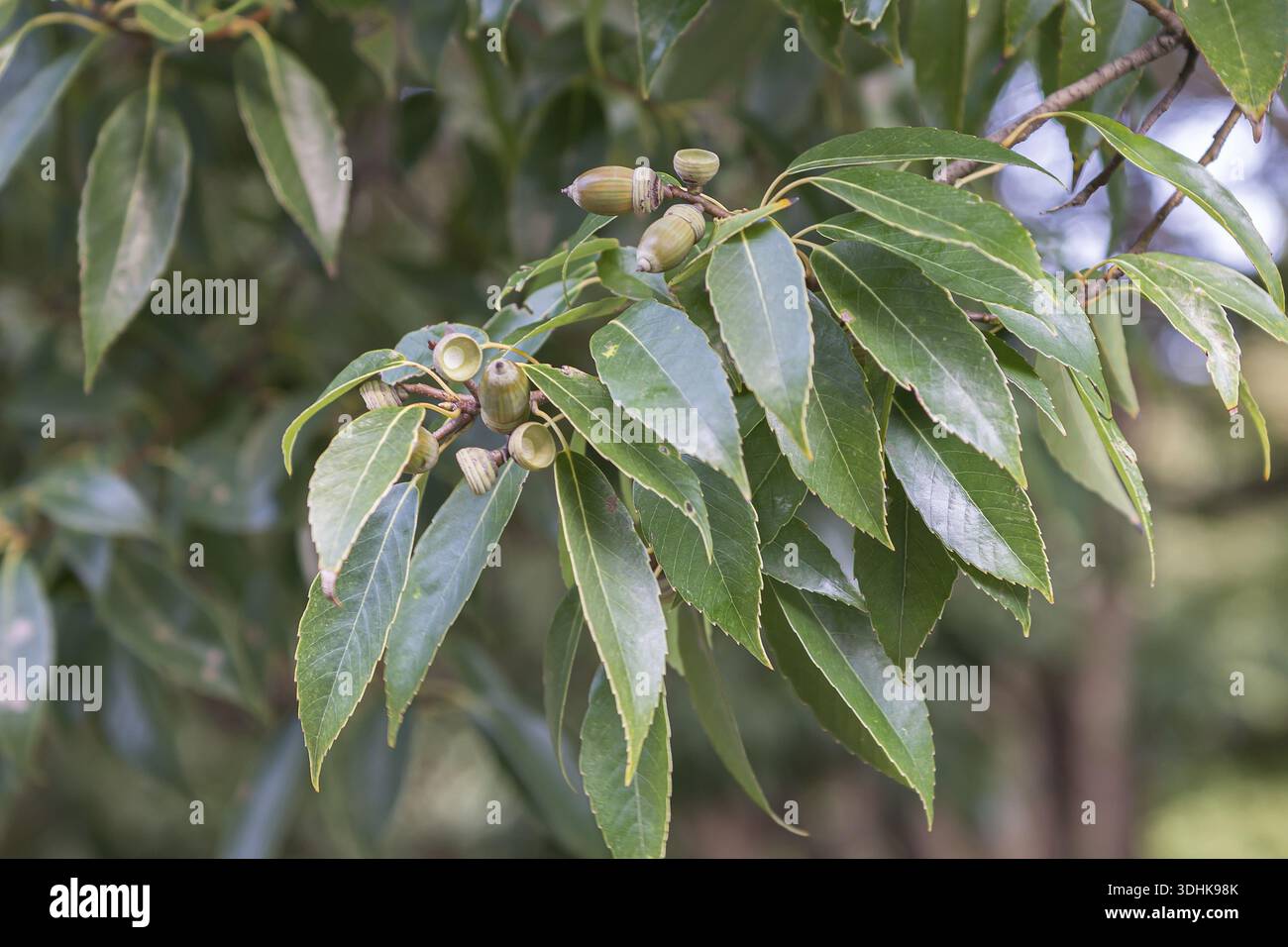 Shinuku imperial garden hi-res stock photography and images - Alamy