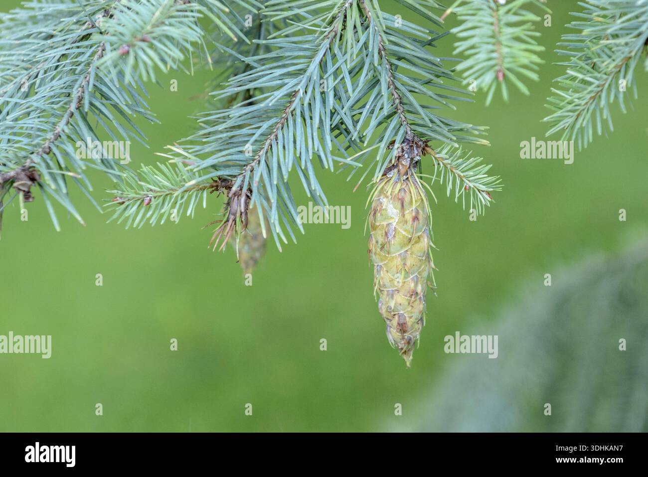 Blue Douglas fir (Pseudotsuga menziesii 'Argentea'), viewing garden at ...