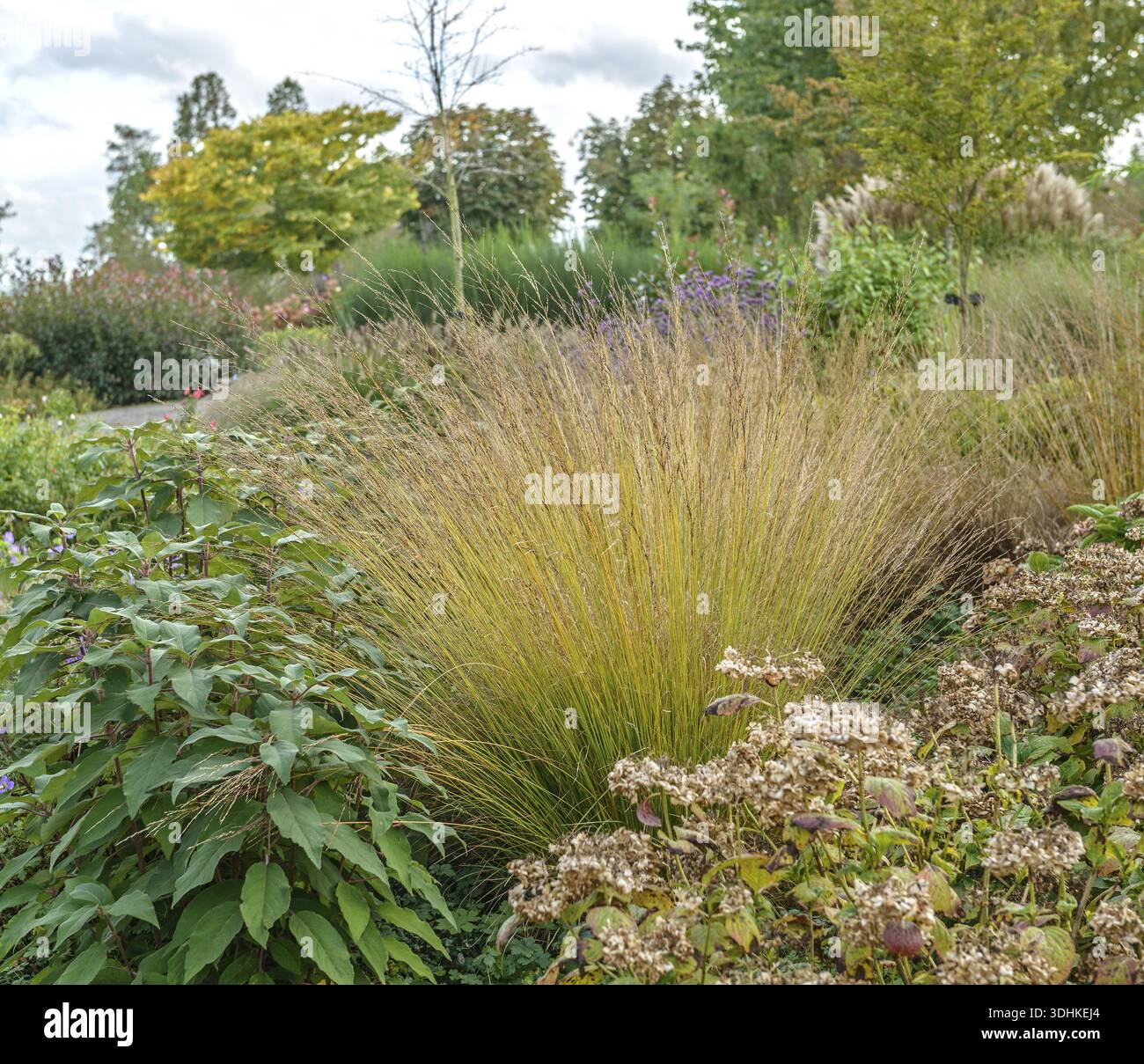Small pipe grass (Molinia caerulea 'Heidebraut'), Merkel family ...