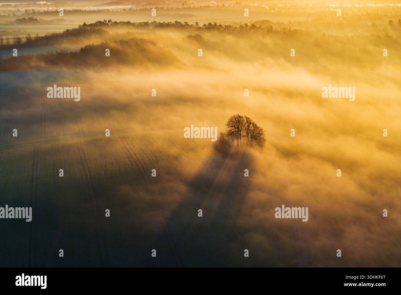 Aerial view of Wittenham Clumps shrouded in golden mist, with trees ...