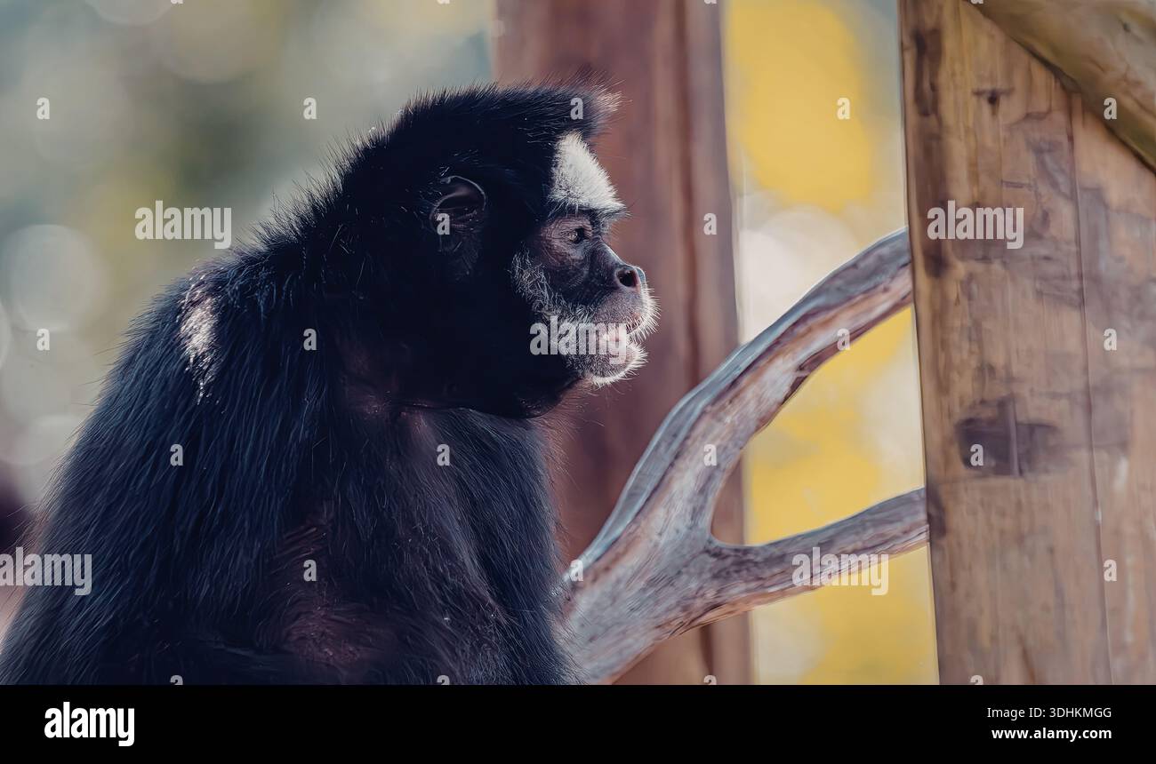 Distinctive white facial markings hi-res stock photography and images ...