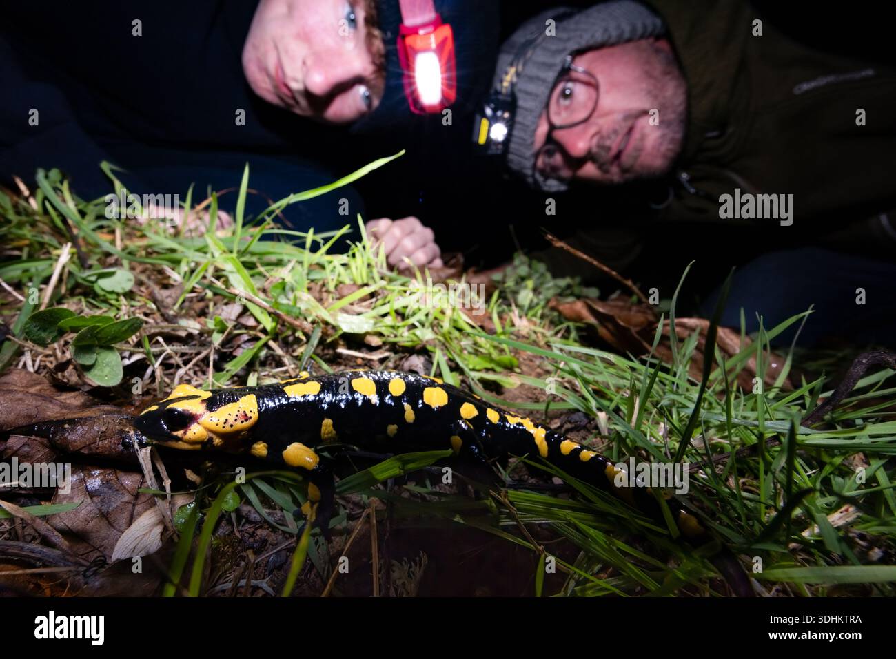 Amateur herpetologists observing a spectacular fire salamander at night ...
