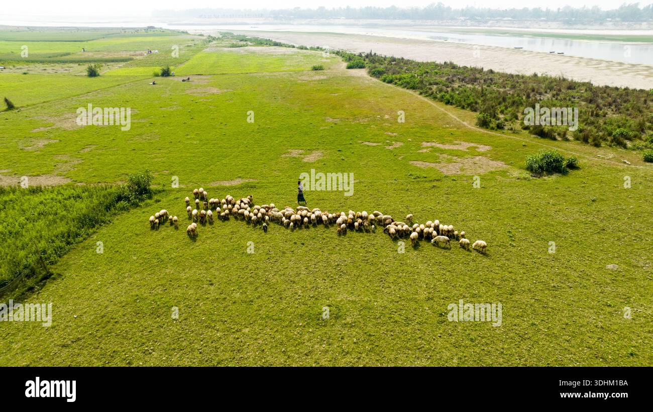 Aerial view shepherd guiding hi-res stock photography and images - Alamy
