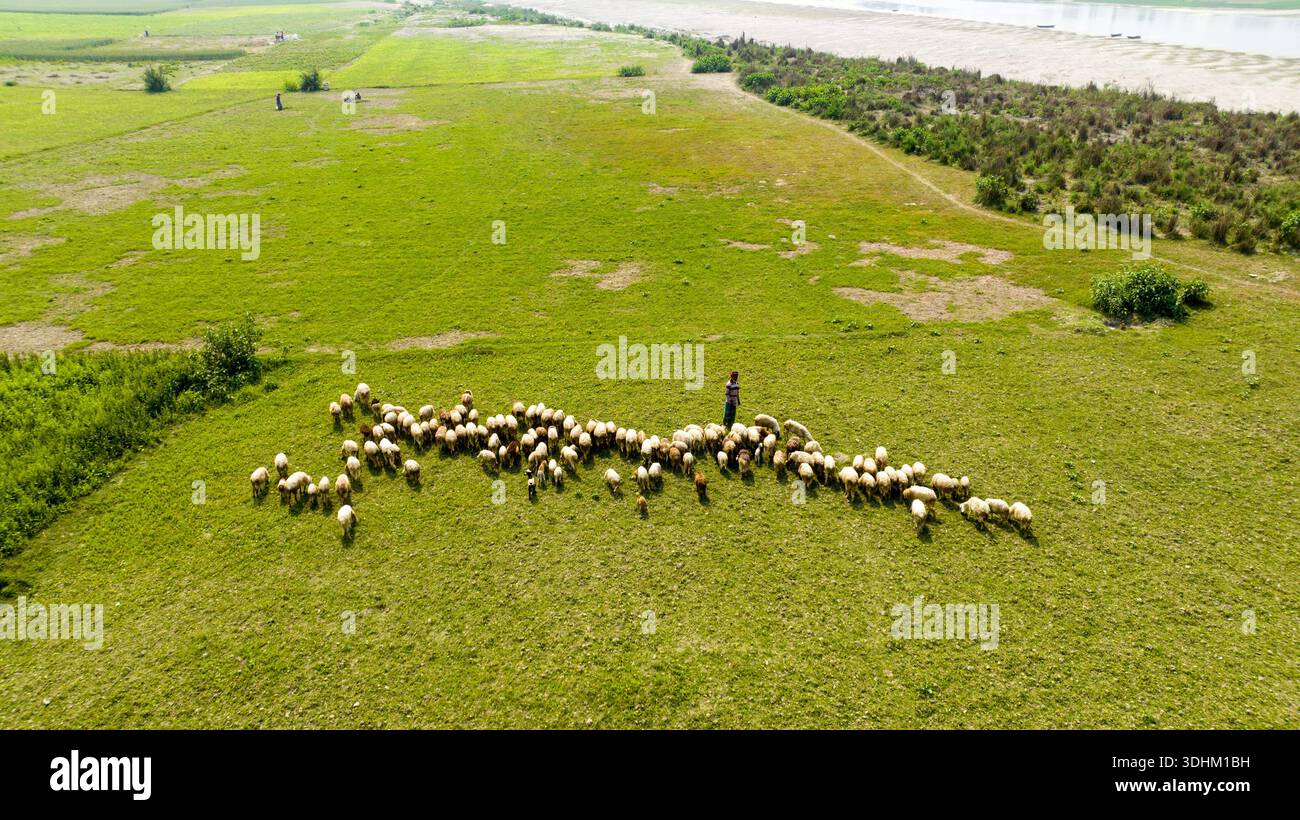 Aerial view shepherd guiding hi-res stock photography and images - Alamy