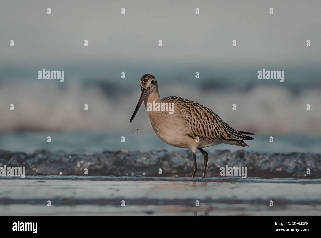 Shorebird long slender bill hi-res stock photography and images - Alamy