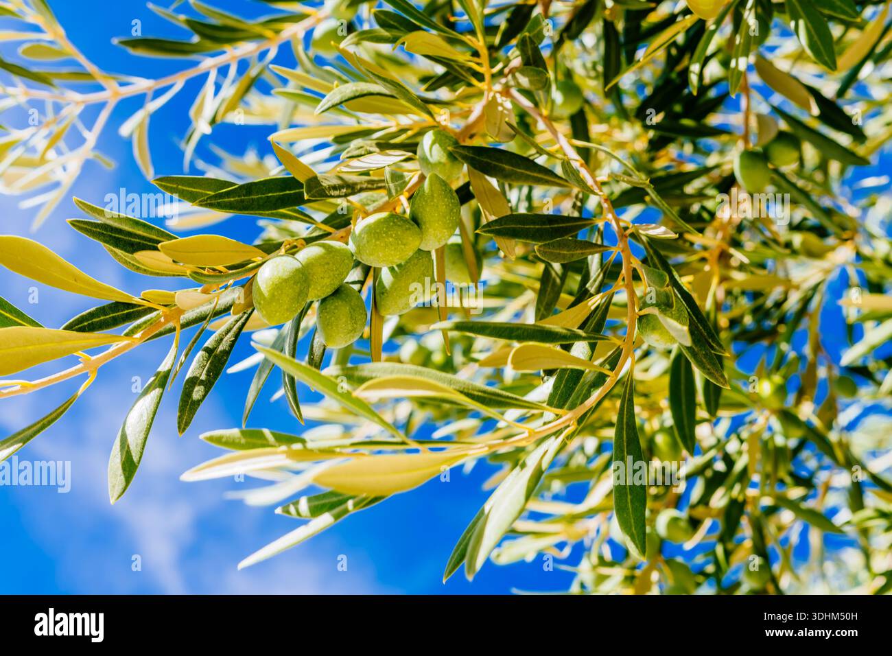 Olive branch hi-res stock photography and images - Alamy