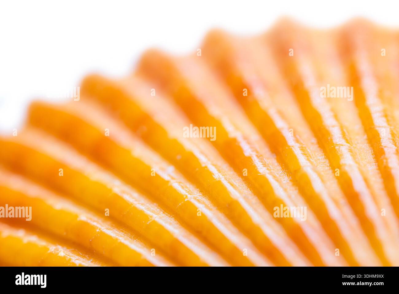 Orange Mimachlamys sanguinea scallop shell macro with ribbed texture on ...