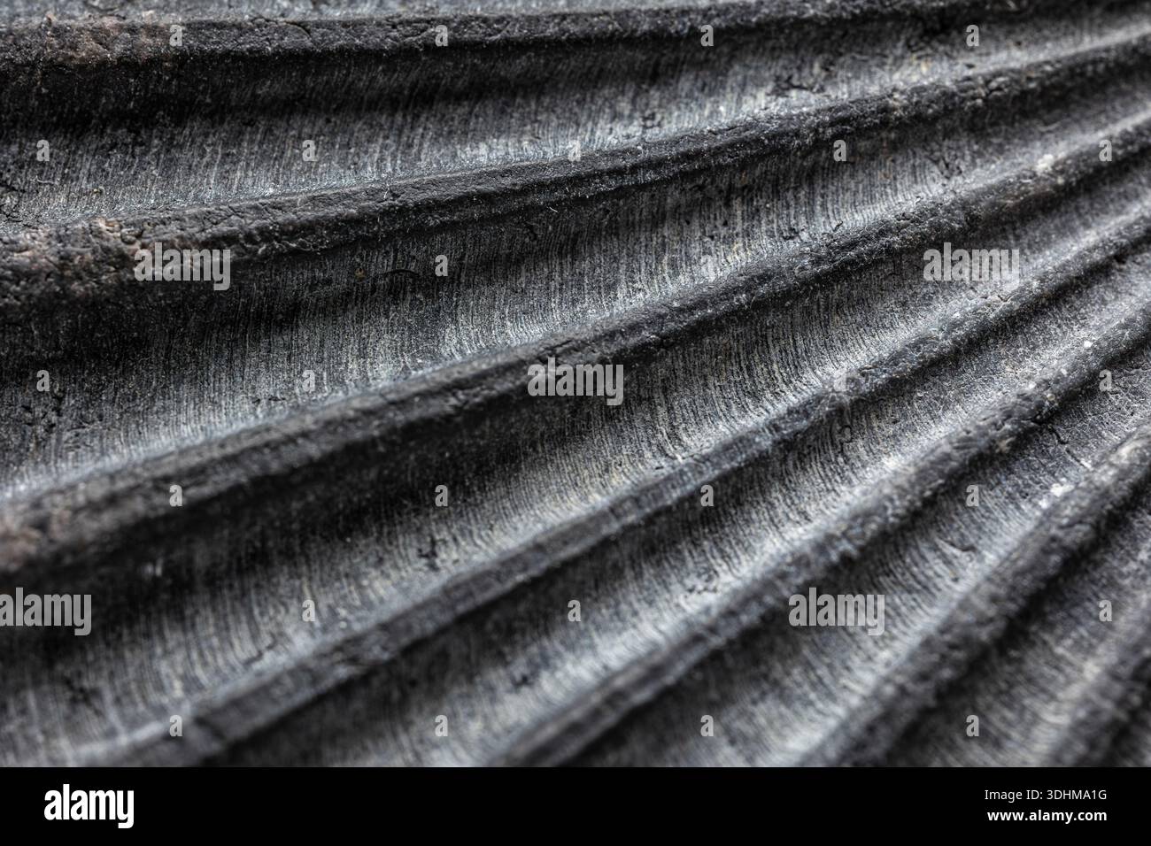 Macro of Great Scallop Pecten maximus fossil shell texture. Detailed ...