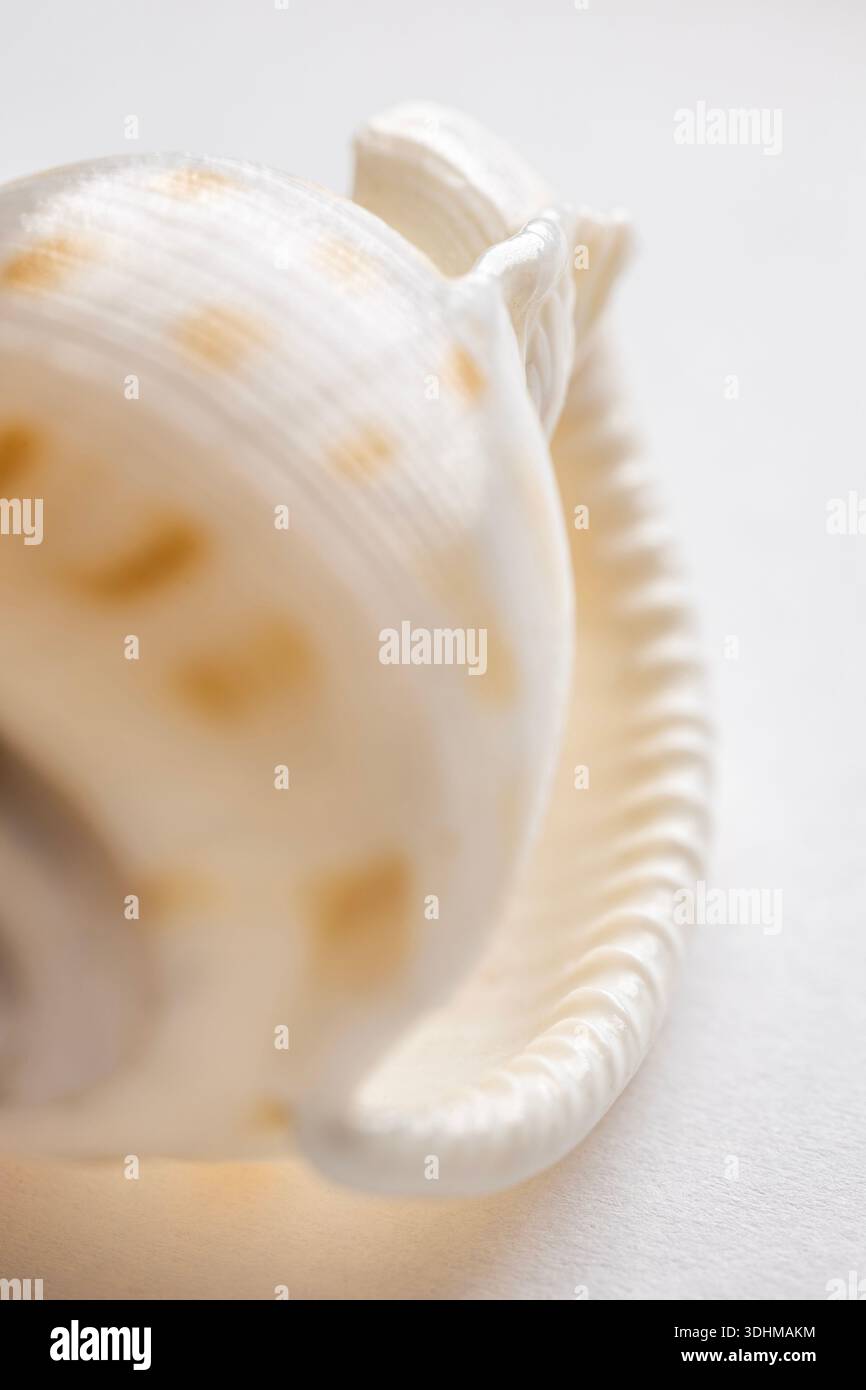 Detailed view of Semicassis bisulcata globular helmet shell. Macro of ...