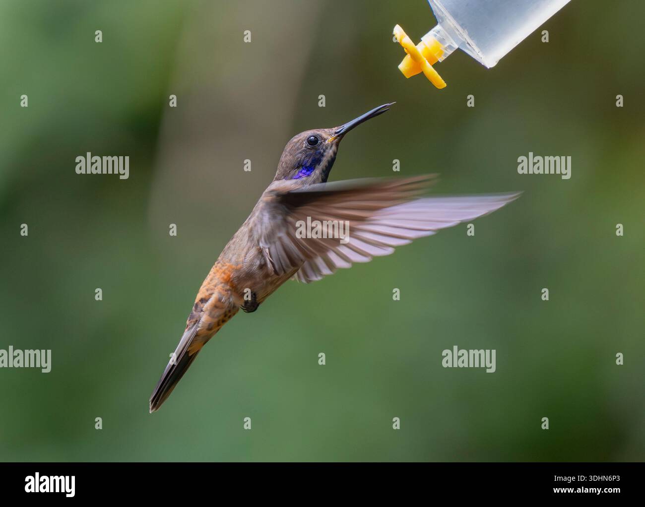 Brown Violetear (Colibri delphinae) Hummingbird drinking for a feeder ...