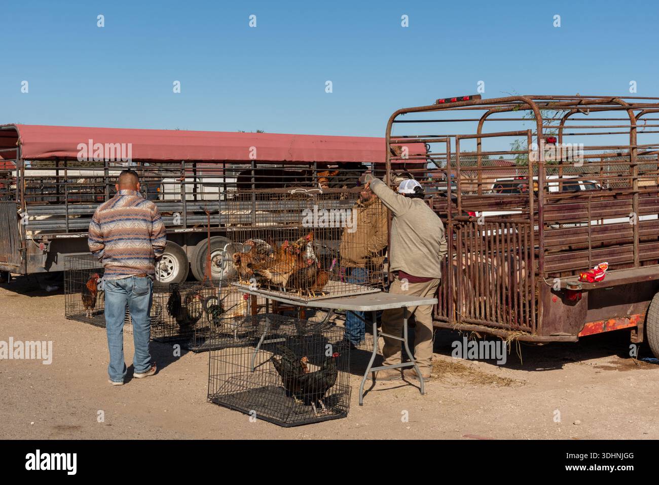 Animals, pigs in a utility trailer and chickens and a rooster in cages ...