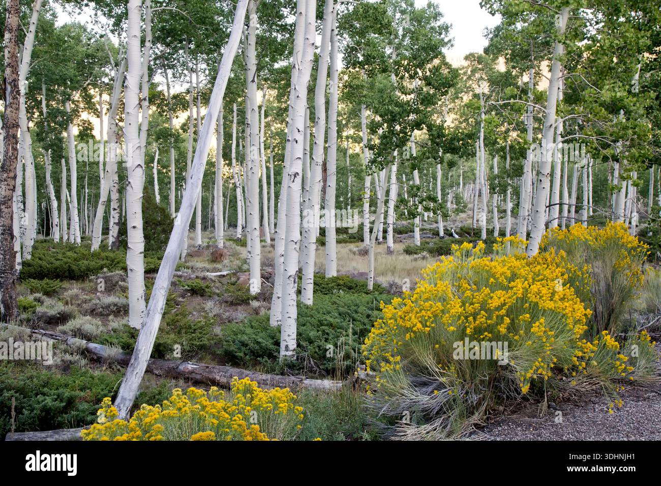 Pando quaking aspen hi-res stock photography and images - Alamy