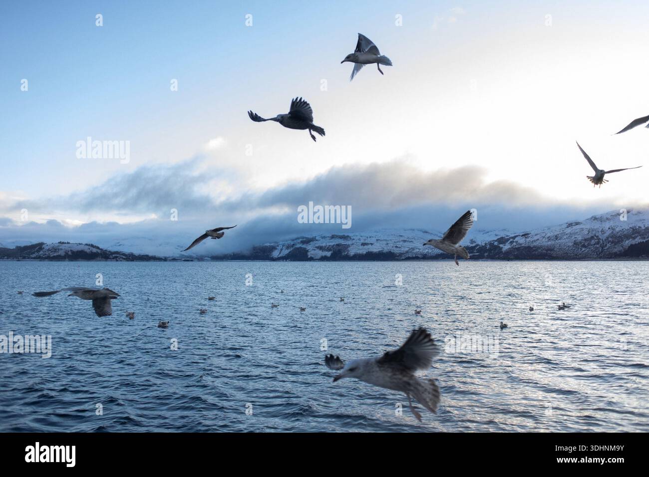 Seagulls fly near a creel fishing vessel in Loch Alsh off the coast of ...
