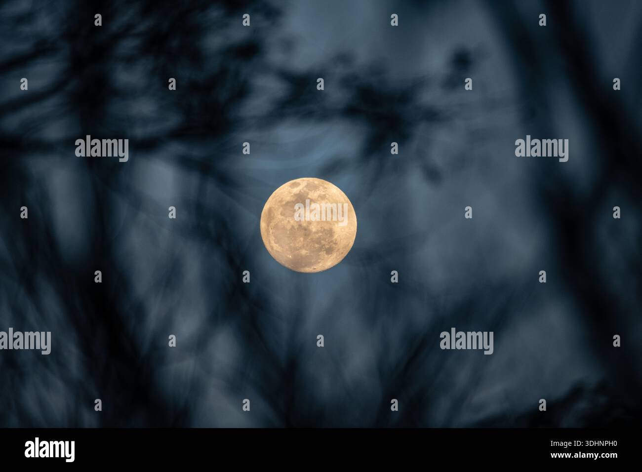 Countryside Moon Seen Through Silhouetted Trees Stock Photo - Alamy