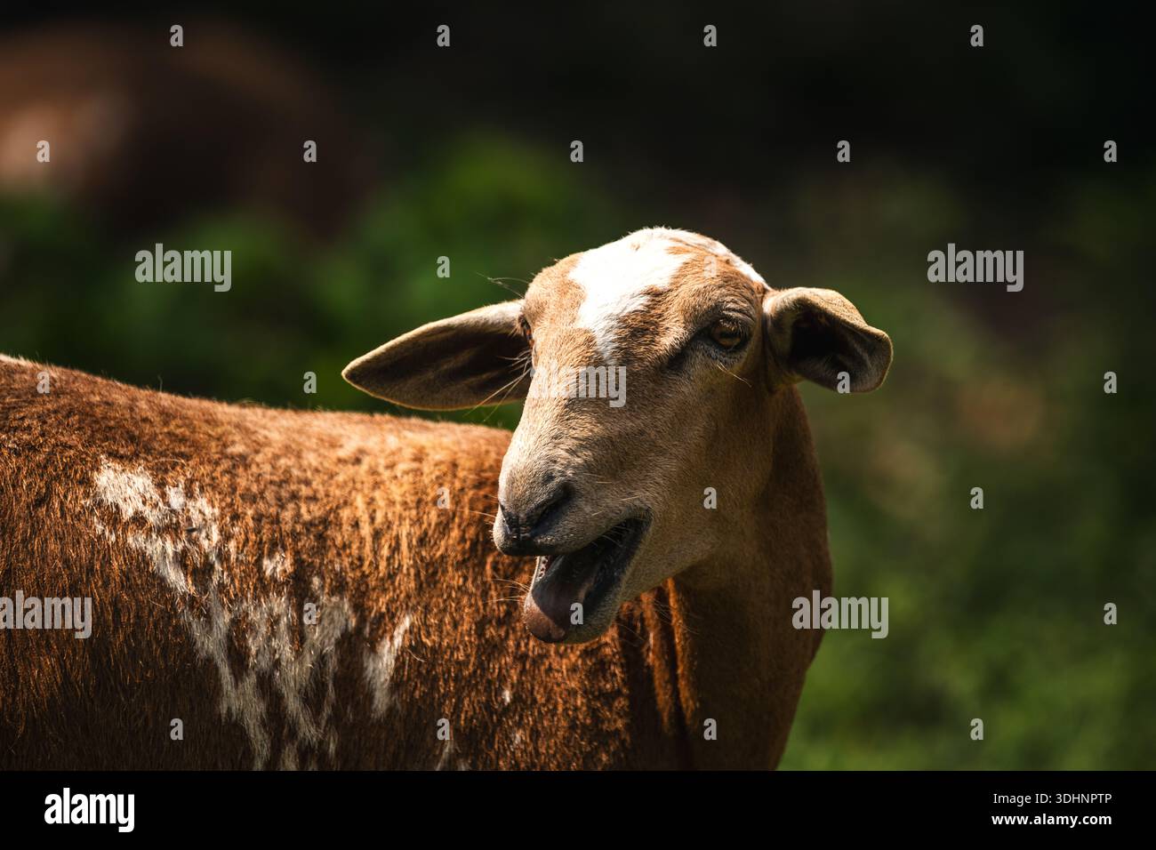 Sheep in Natural Light on a Brazilian Farm Stock Photo - Alamy