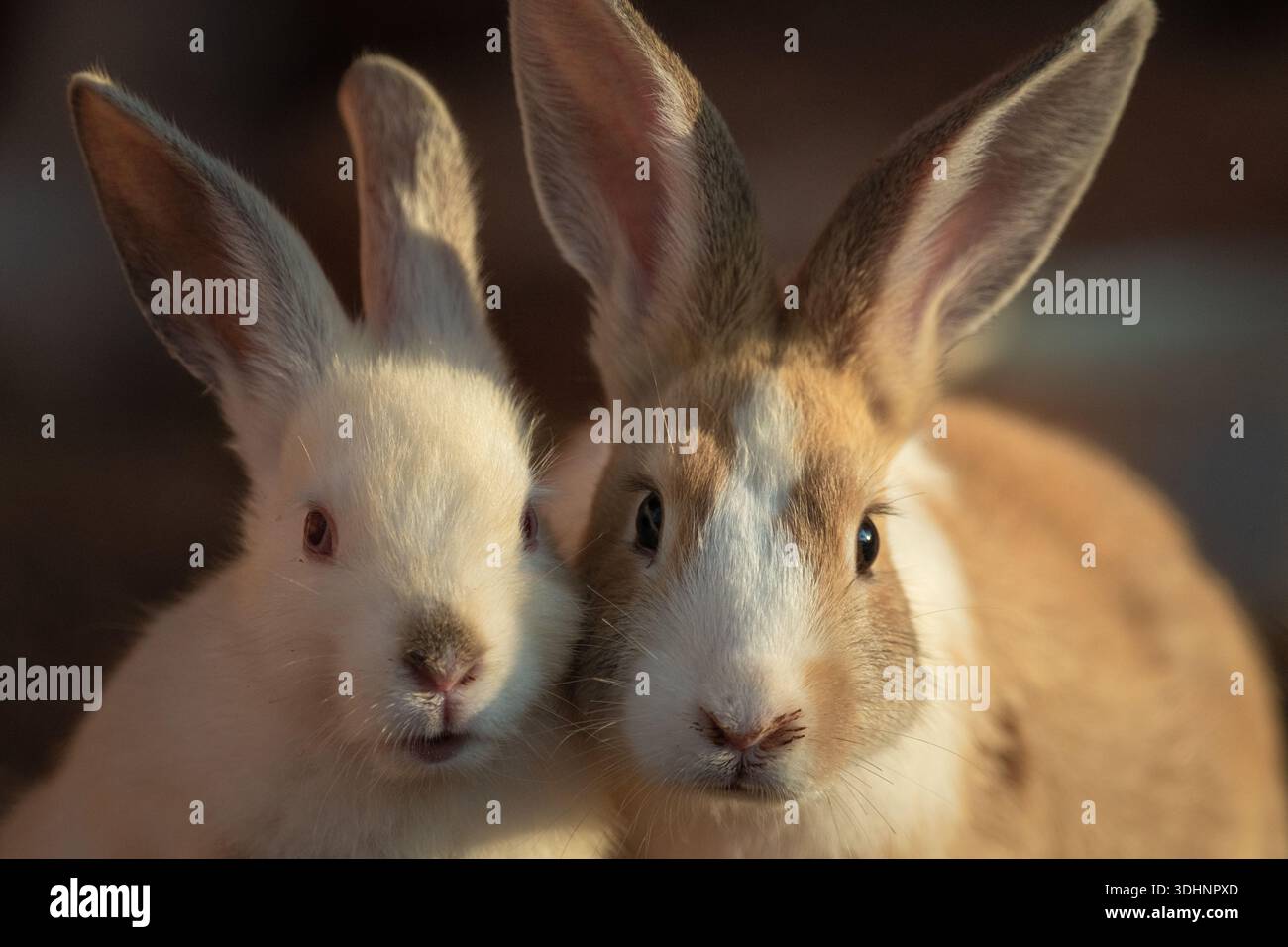 Portrait of Two Rabbits in Natural Light Stock Photo - Alamy