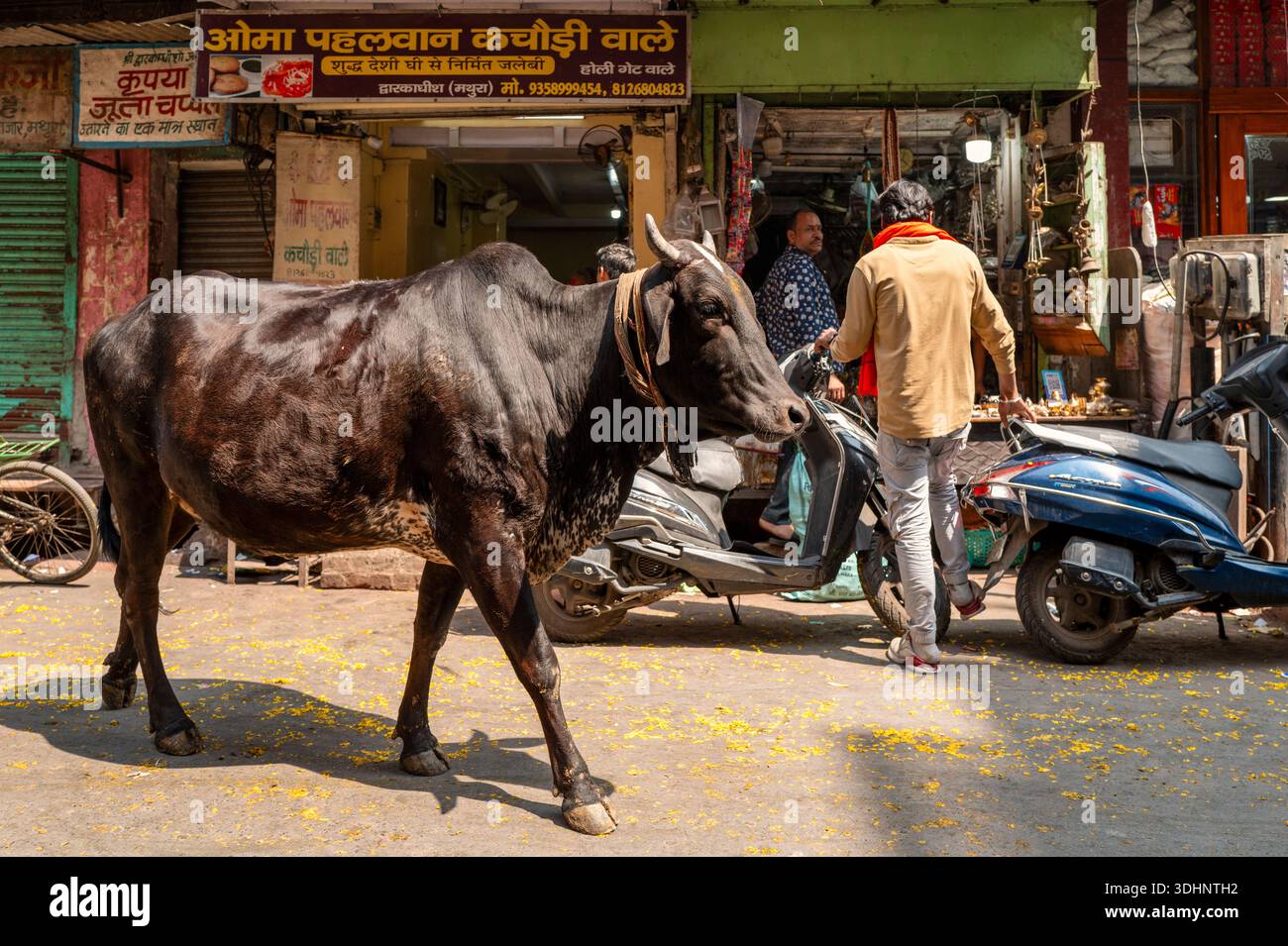 Oma pehlwan kachori wale hi-res stock photography and images - Alamy