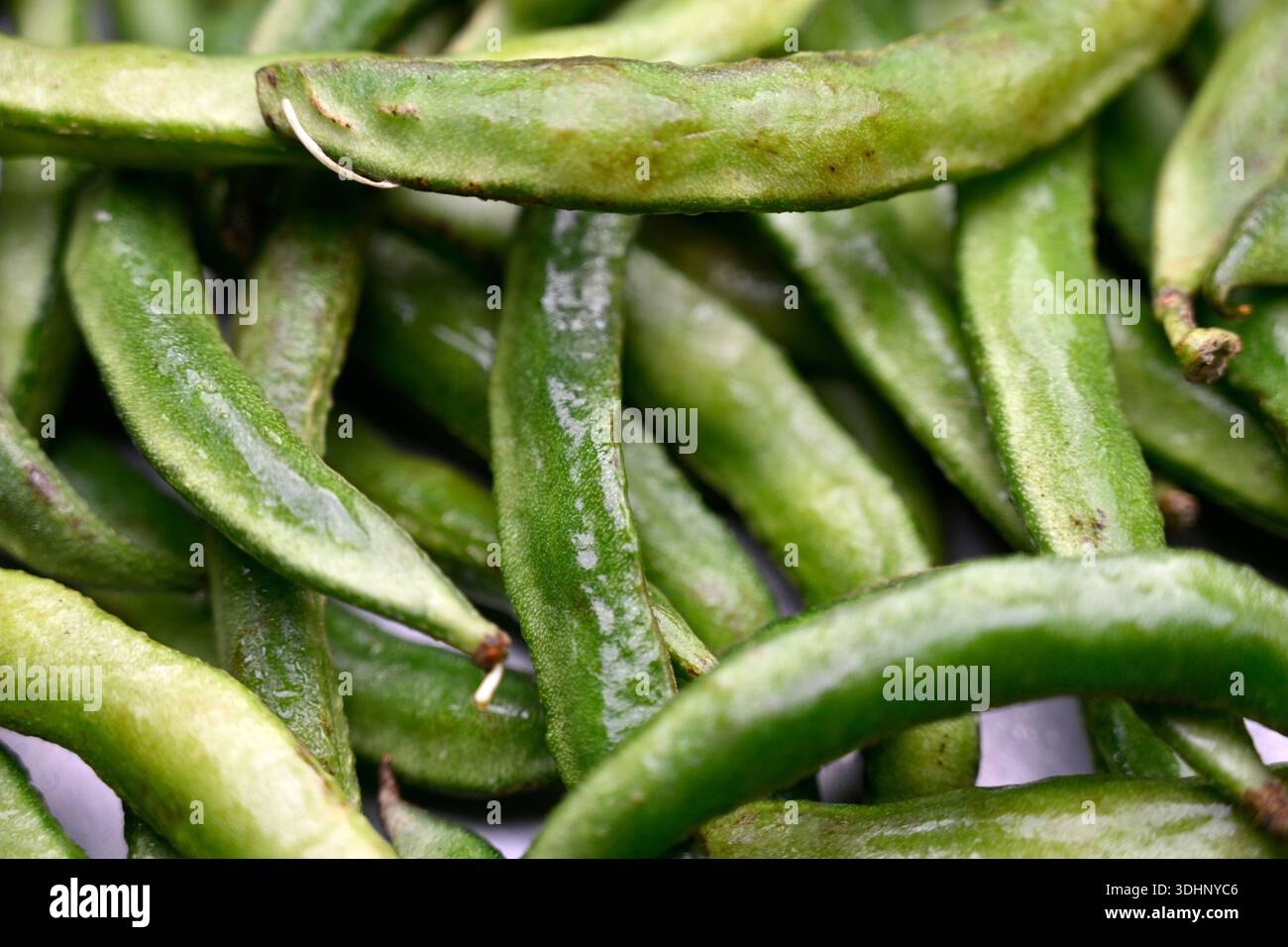 Group Of Hyacinth Bean or Same Ki Phalli Lablab Purpures, Also Known As ...