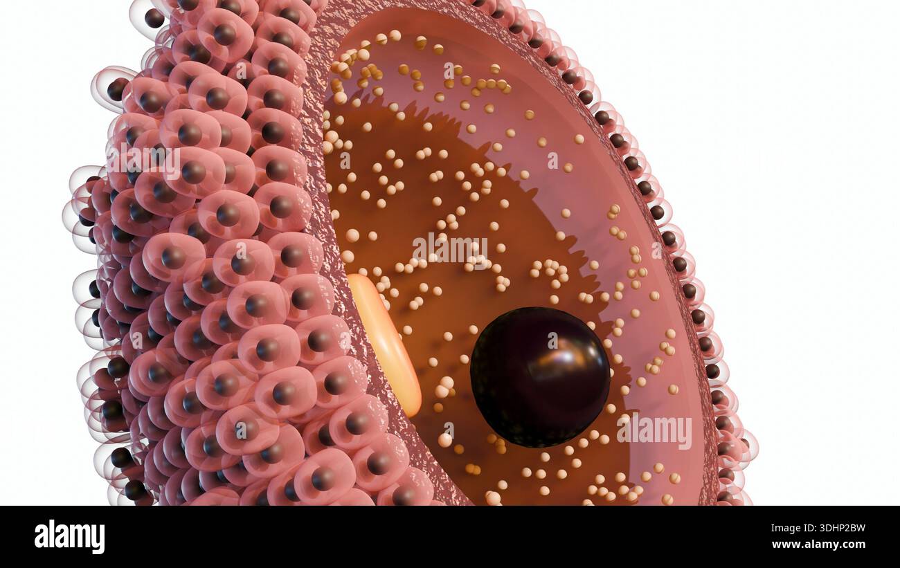 3D medical cross-section of a human oocyte. It shows a bumpy outer ...