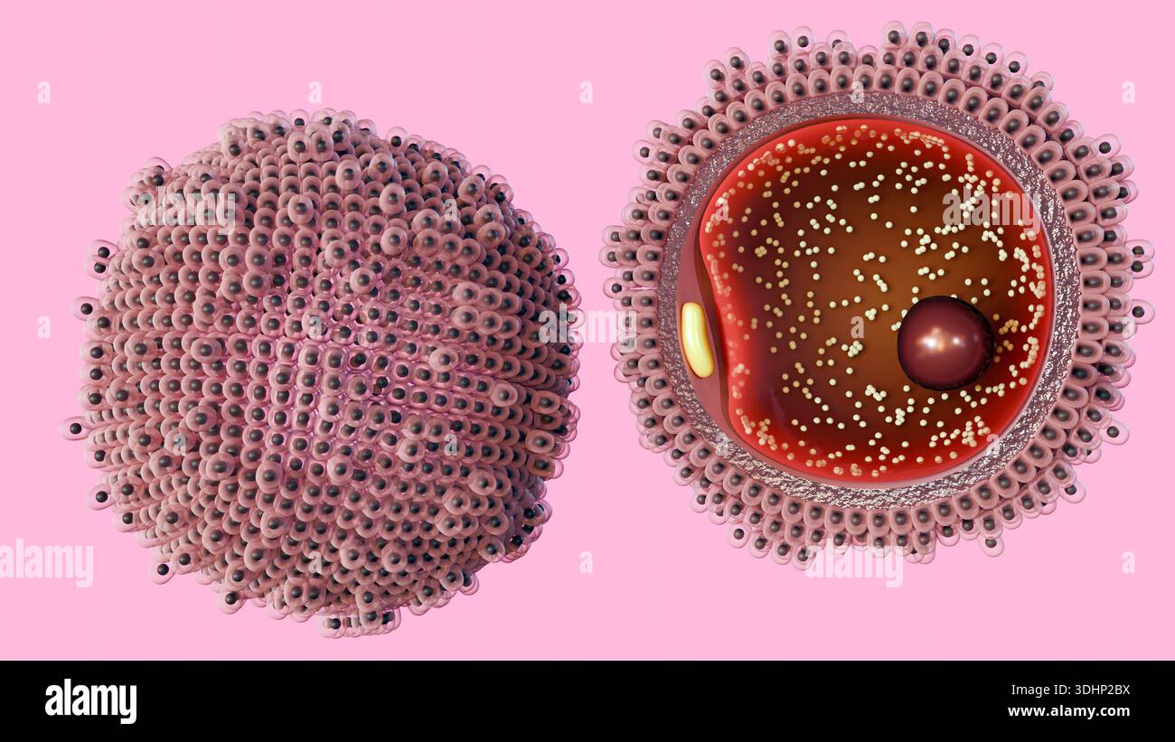 3D medical cross-section of a human oocyte. It shows a bumpy outer ...