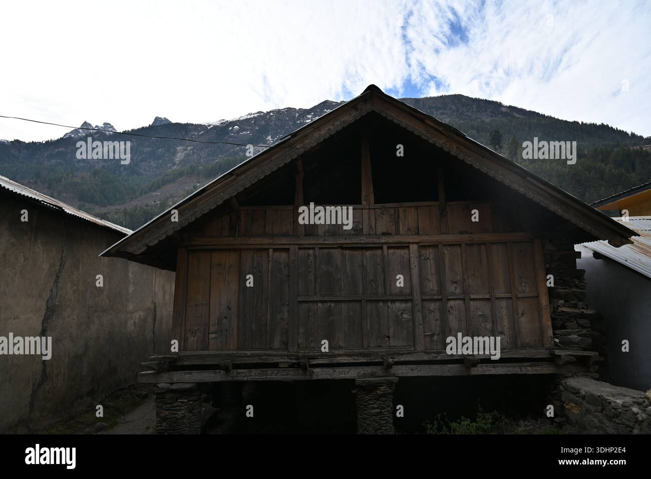 Ancient twisted tree trunk in a Himalayan pine forest, showing natural ...