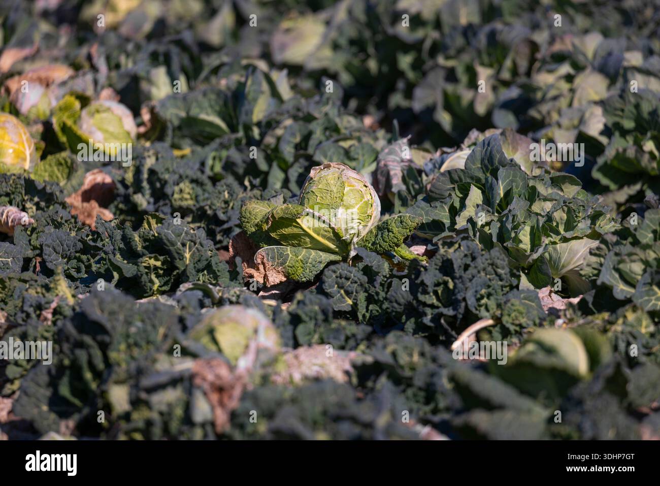 Cabbage growing on a field inside an agricultural area in Yokohama ...