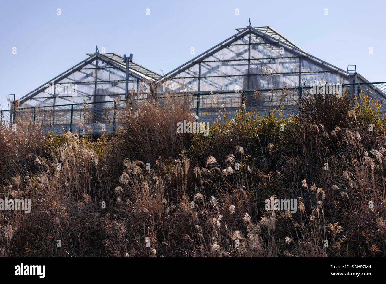 Greenhouses inside an agricultural area in Yokohama, Kanagawa ...