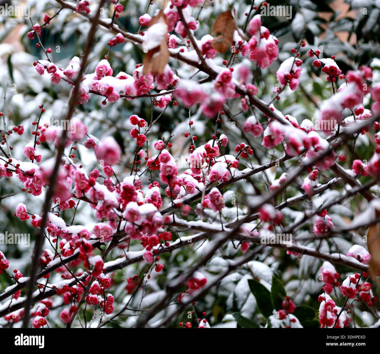 Wintersweet flowers bloom at a botanical garden in Anlu City, central ...