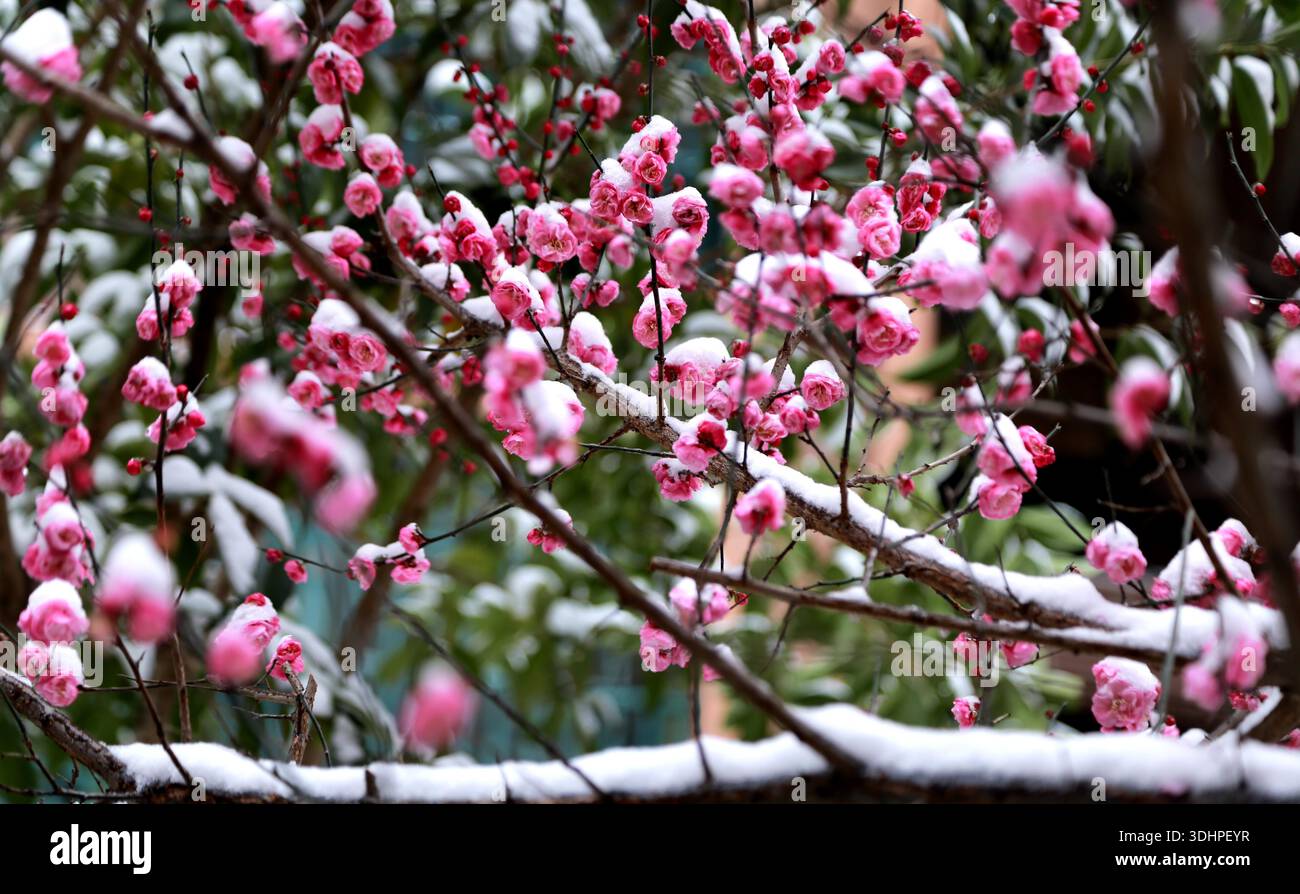 Wintersweet flowers bloom at a botanical garden in Anlu City, central ...