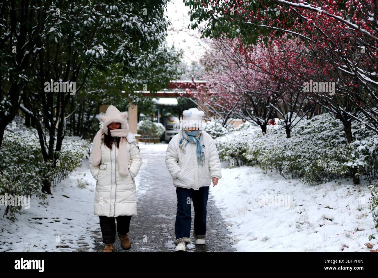 Wintersweet flowers bloom at a botanical garden in Anlu City, central ...