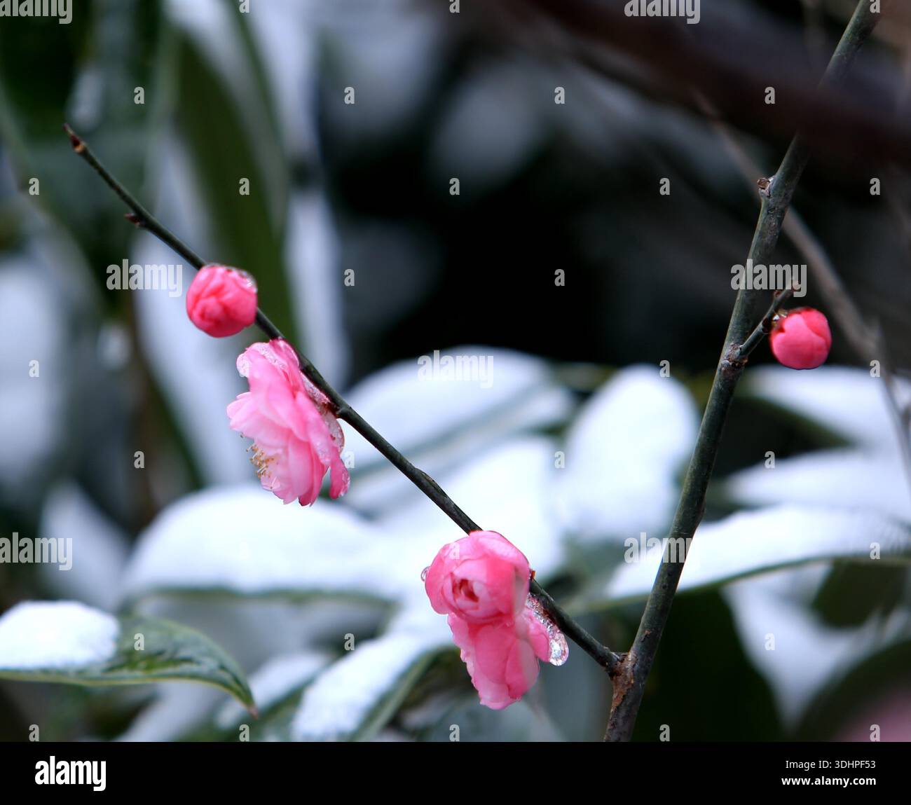 Wintersweet flowers bloom at a botanical garden in Anlu City, central ...