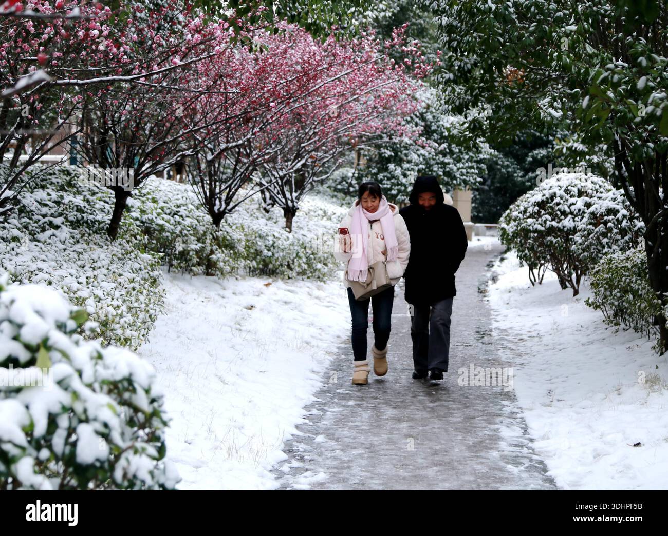 Wintersweet flowers bloom at a botanical garden in Anlu City, central ...