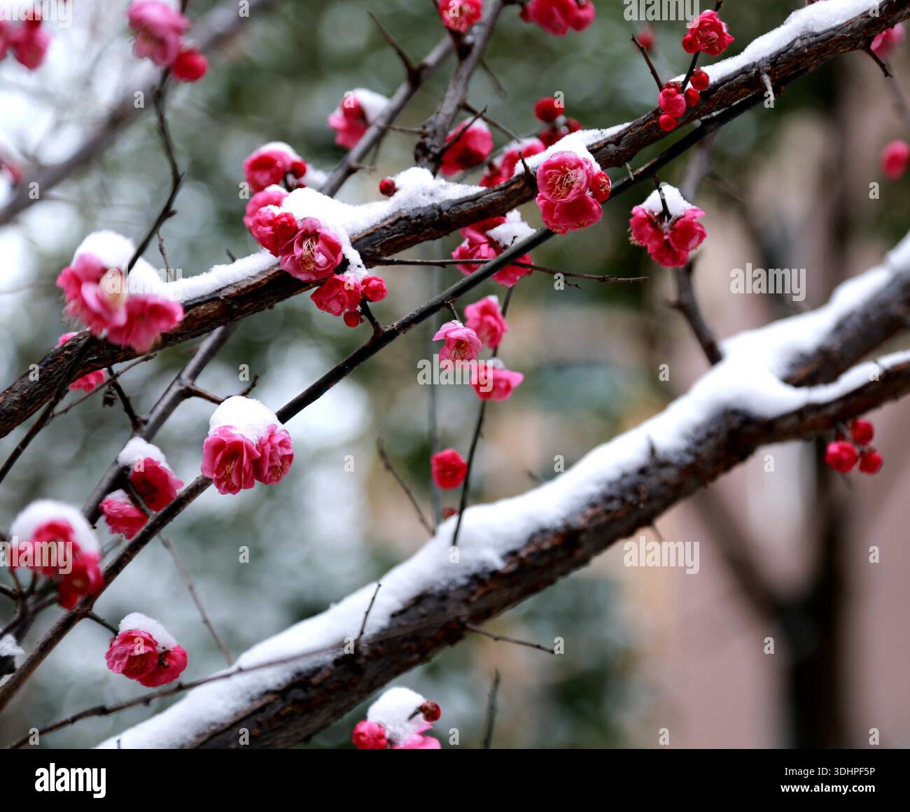 Wintersweet flowers bloom at a botanical garden in Anlu City, central ...