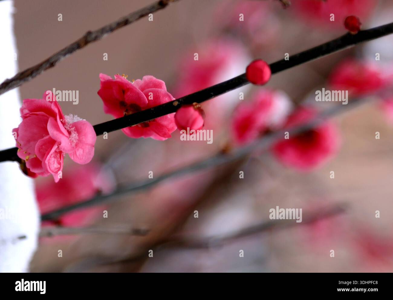 Wintersweet flowers bloom at a botanical garden in Anlu City, central ...