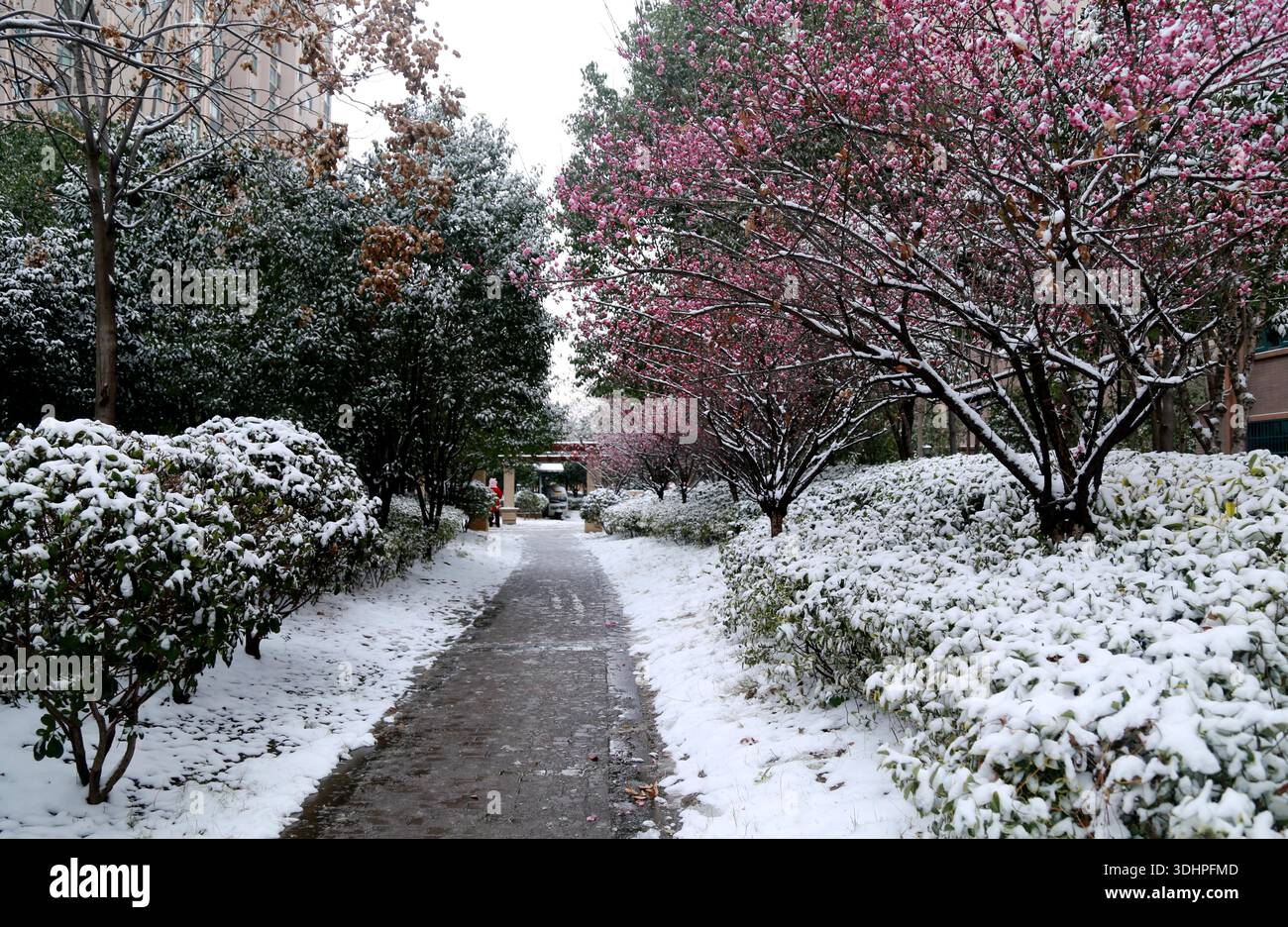 Wintersweet flowers bloom at a botanical garden in Anlu City, central ...