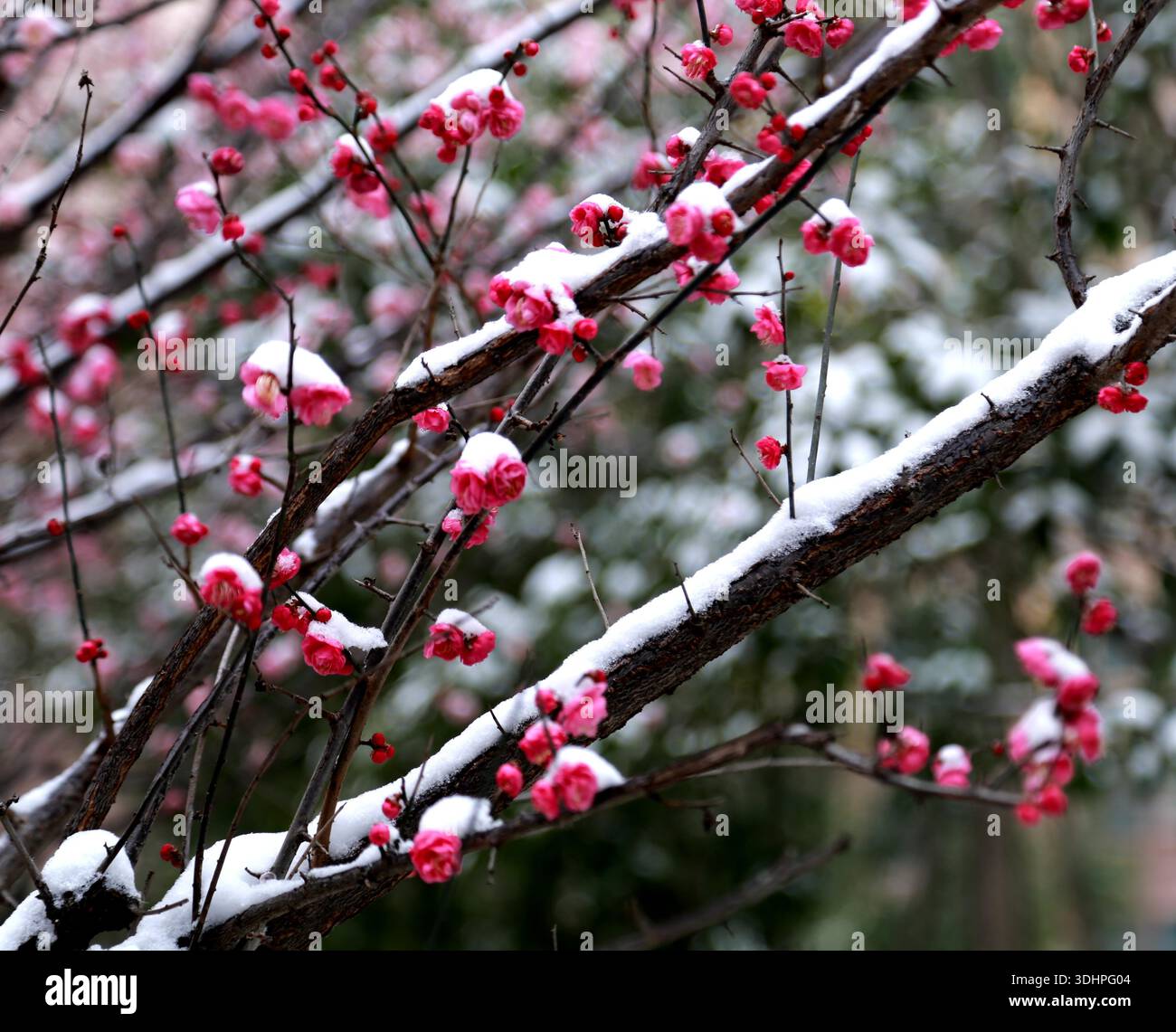 Wintersweet flowers bloom at a botanical garden in Anlu City, central ...