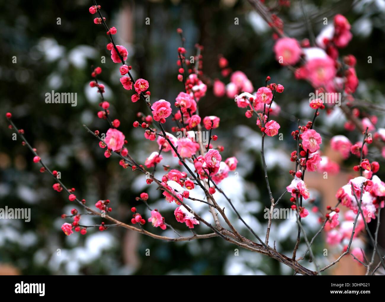 Wintersweet flowers bloom at a botanical garden in Anlu City, central ...