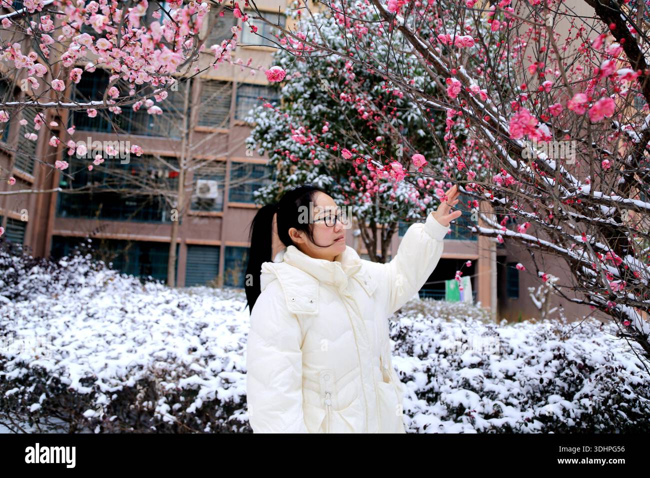 Wintersweet flowers bloom at a botanical garden in Anlu City, central ...