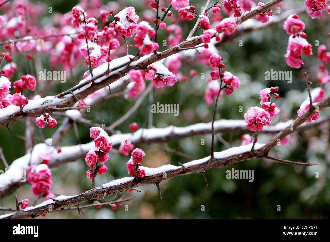 Wintersweet flowers bloom at a botanical garden in Anlu City, central ...