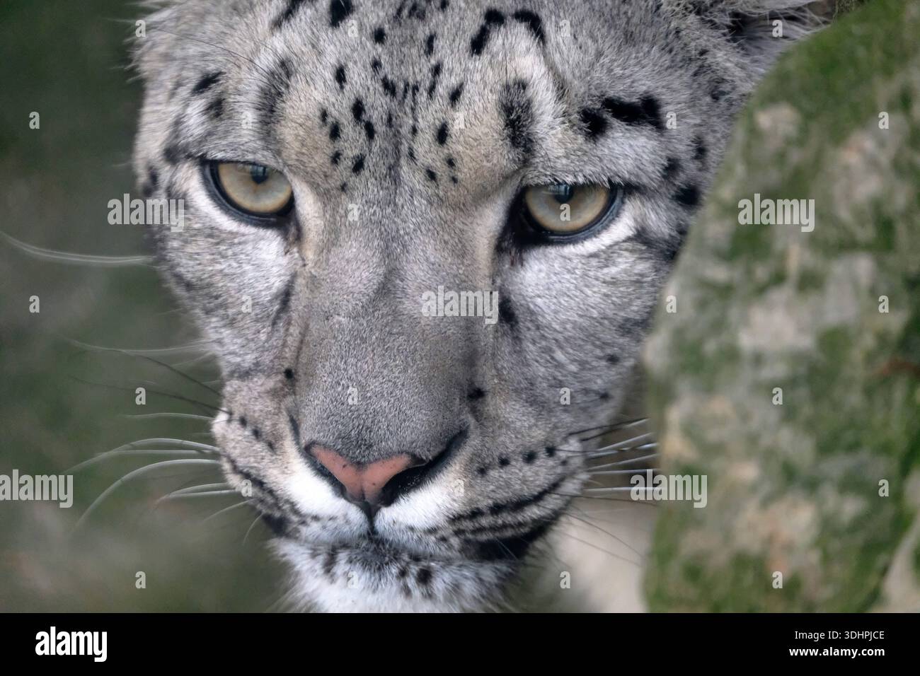 Tiere im Zoo Krefeld auf der Uerdinger Strasse 377 in NRW-Deutschland ...